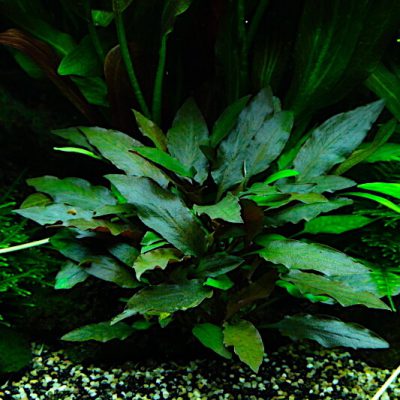 Cryptocoryne beckettii Petchii - GodhemsZoo