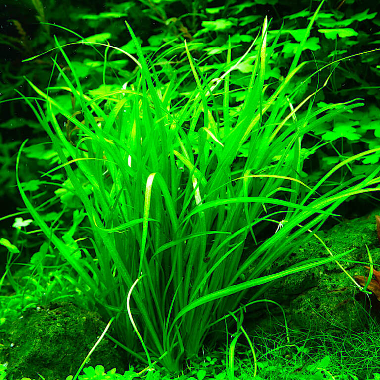 Helanthium tenellum Green - GodhemsZoo