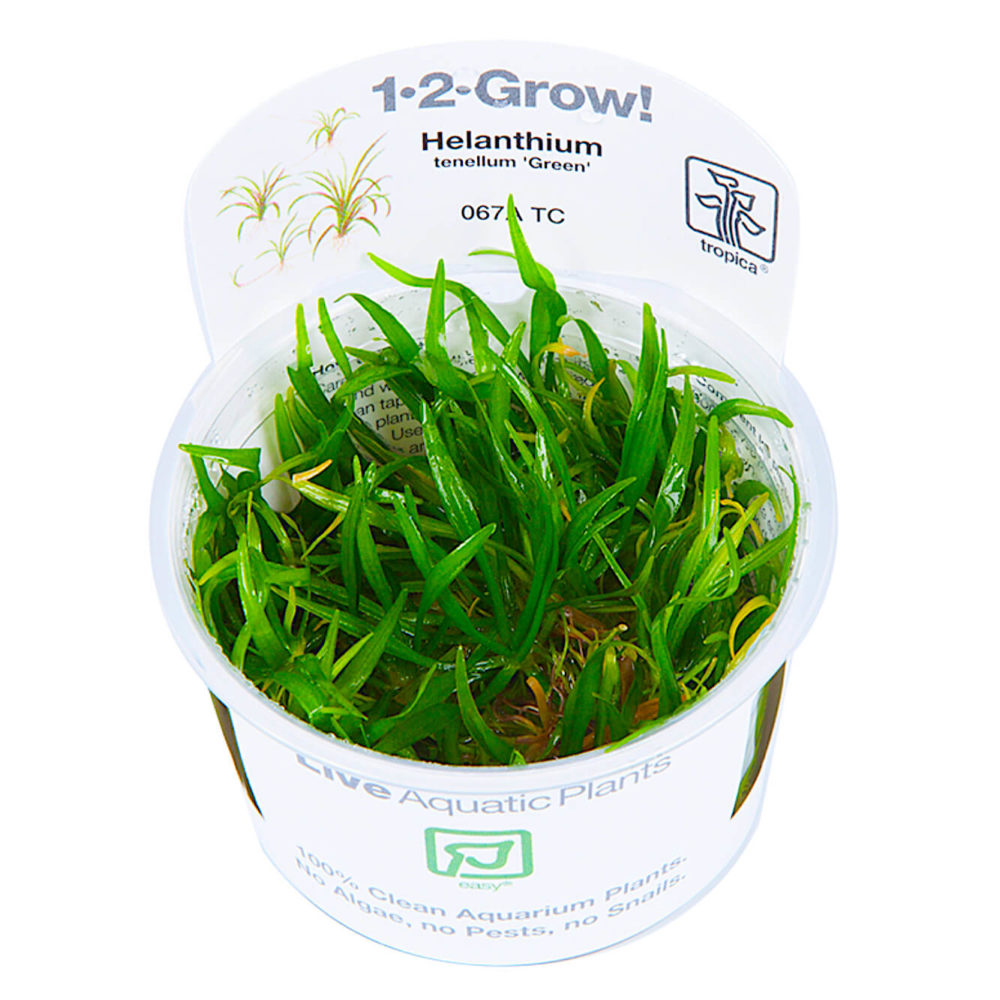 Helanthium tenellum Green - GodhemsZoo