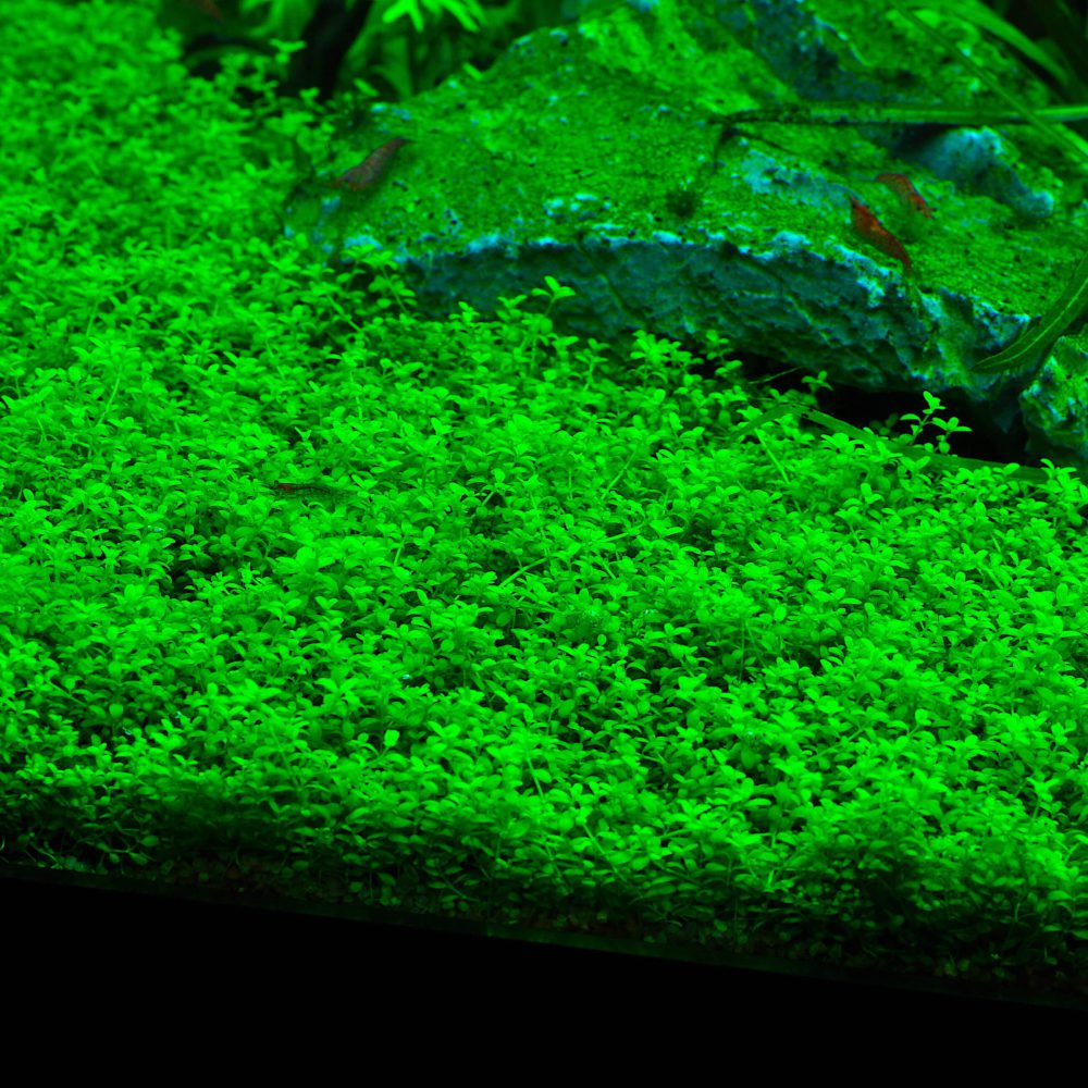 Micranthemum callitrichoides Cuba - GodhemsZoo
