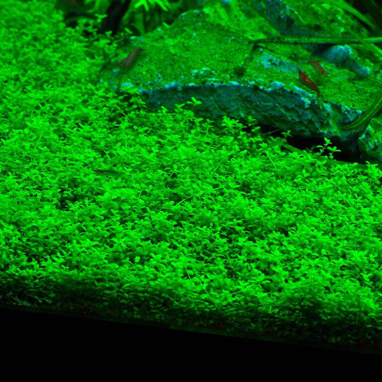 Micranthemum callitrichoides Cuba - GodhemsZoo