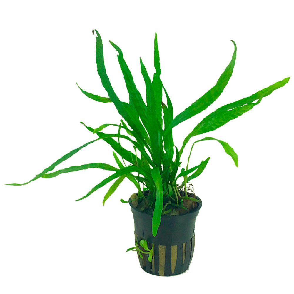 Microsorum pteropus Narrow - GodhemsZoo