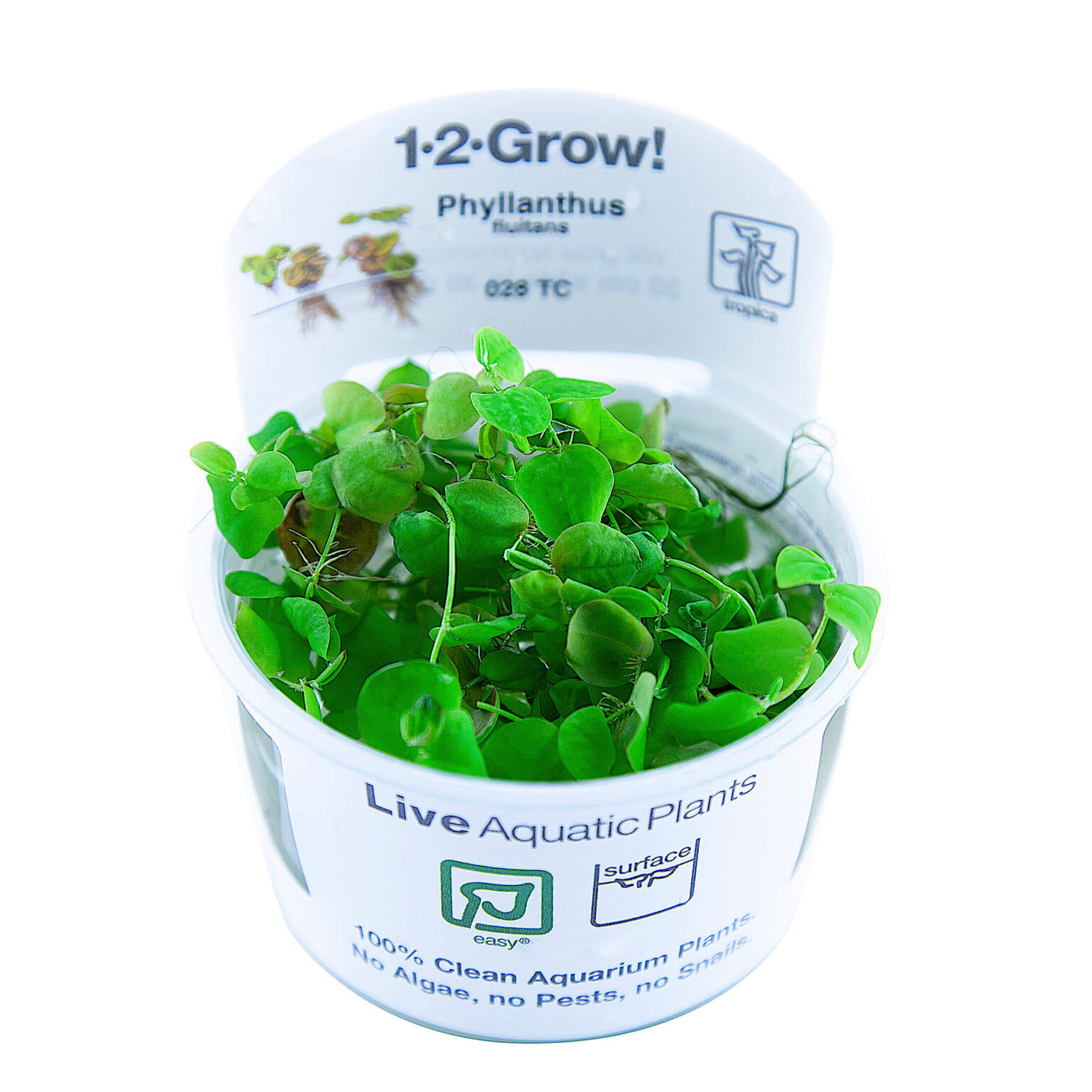 Phyllanthus fluitans - GodhemsZoo